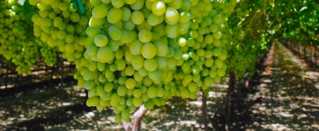 Madera crop values up 5% last year - The Business Journal