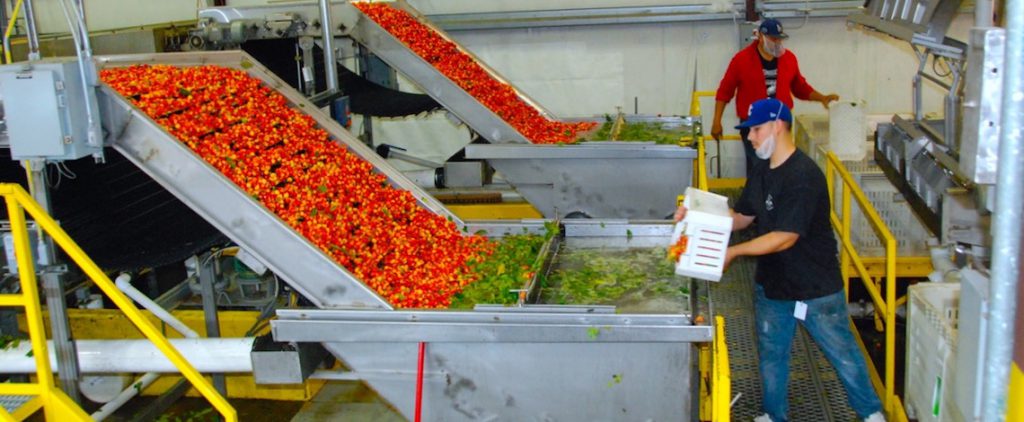 The great cherry vanishing: 2025 crop a bust - The Business Journal