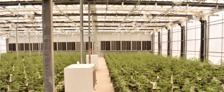 Cannabis kick starts Lemoore’s economic profile - The Business Journal