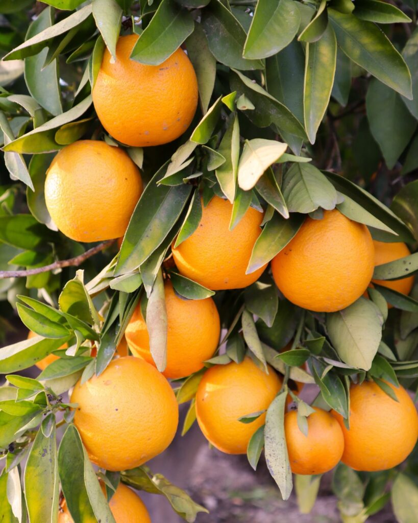 U-Pick Citrus at Sumner Peck Ranch - The Business Journal