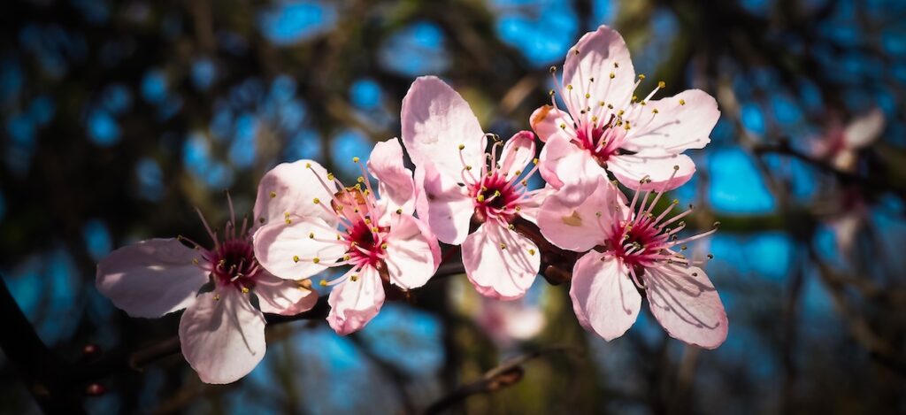 blue-diamond-growers-2026-almond-crop-estimate
