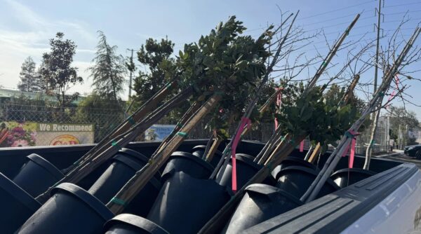 Tree Fresno, businesses partner to combat poor air quality through ...